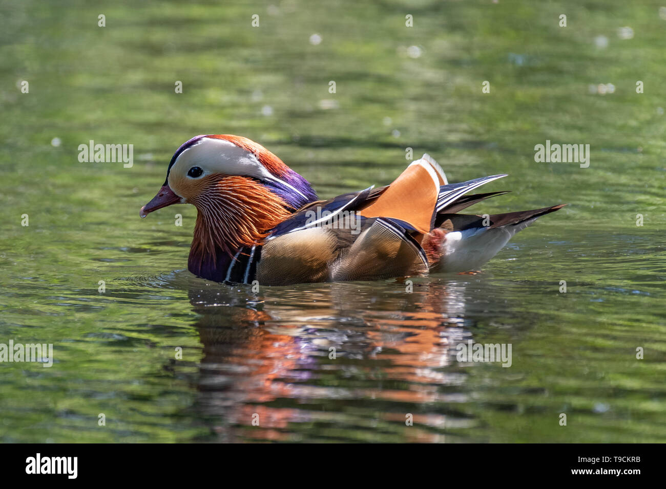 Mandarin duck (Aix galericulata) male Stock Photo - Alamy
