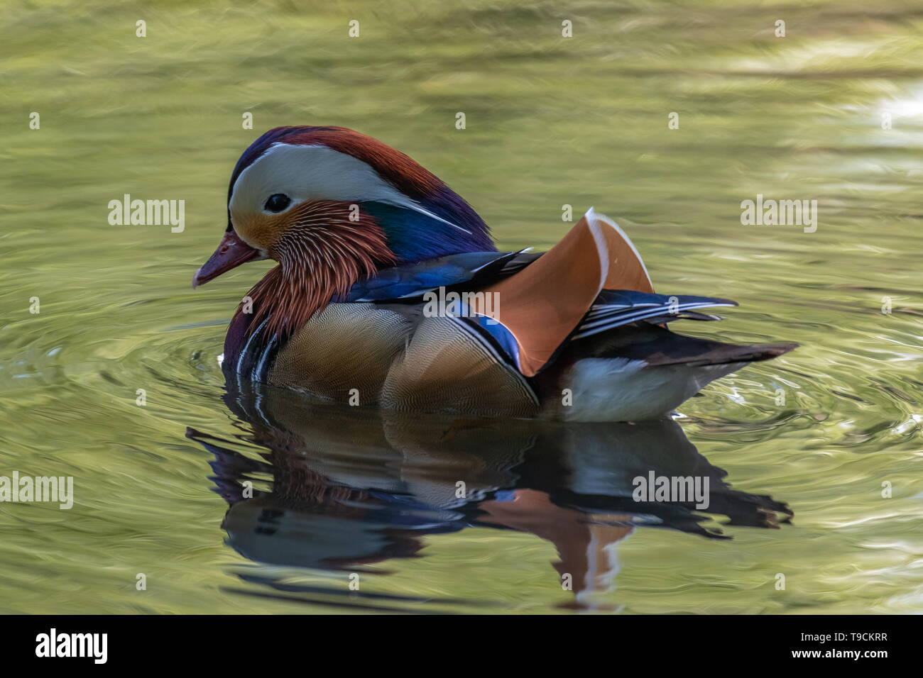 Mandarin duck (Aix galericulata) male Stock Photo - Alamy