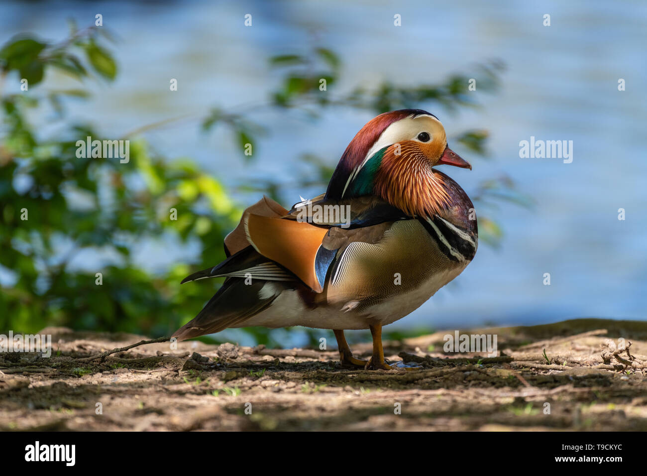 Mandarin duck (Aix galericulata) male Stock Photo - Alamy