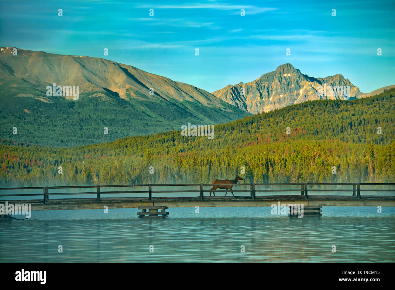 Elk crossing the bridge on Pyramid Lake with the Canadian Rockies in ...