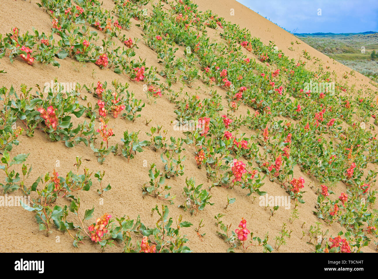 Veiny dock or wild begonia (Rumex venosus) growing on the sand in the ...