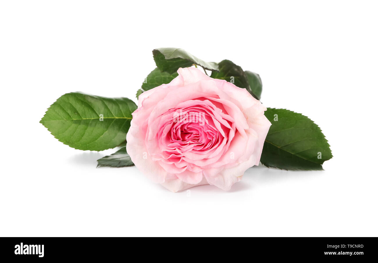 Beautiful pink rose on white background Stock Photo - Alamy