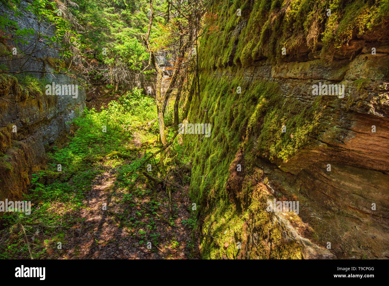 Limestone fissures in the Interlake Region close to the shore of Lake ...
