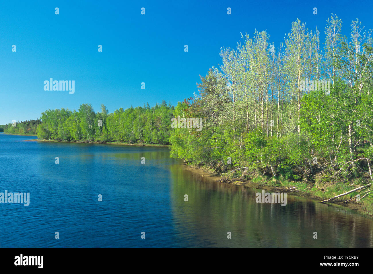 spring along the Atlantic Ocean Kouchibugouac National Park New ...