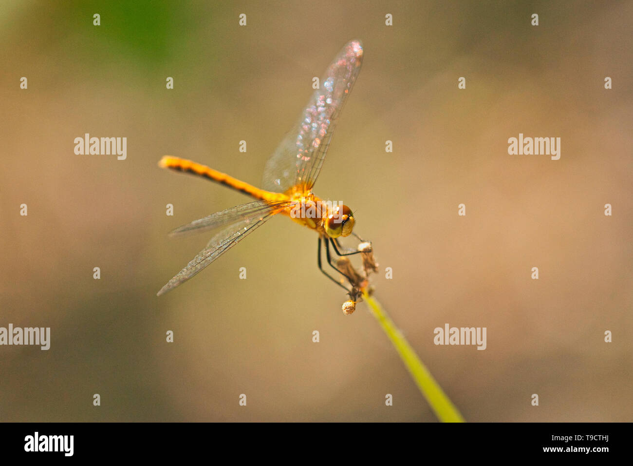 Fauna of canada hi-res stock photography and images - Alamy