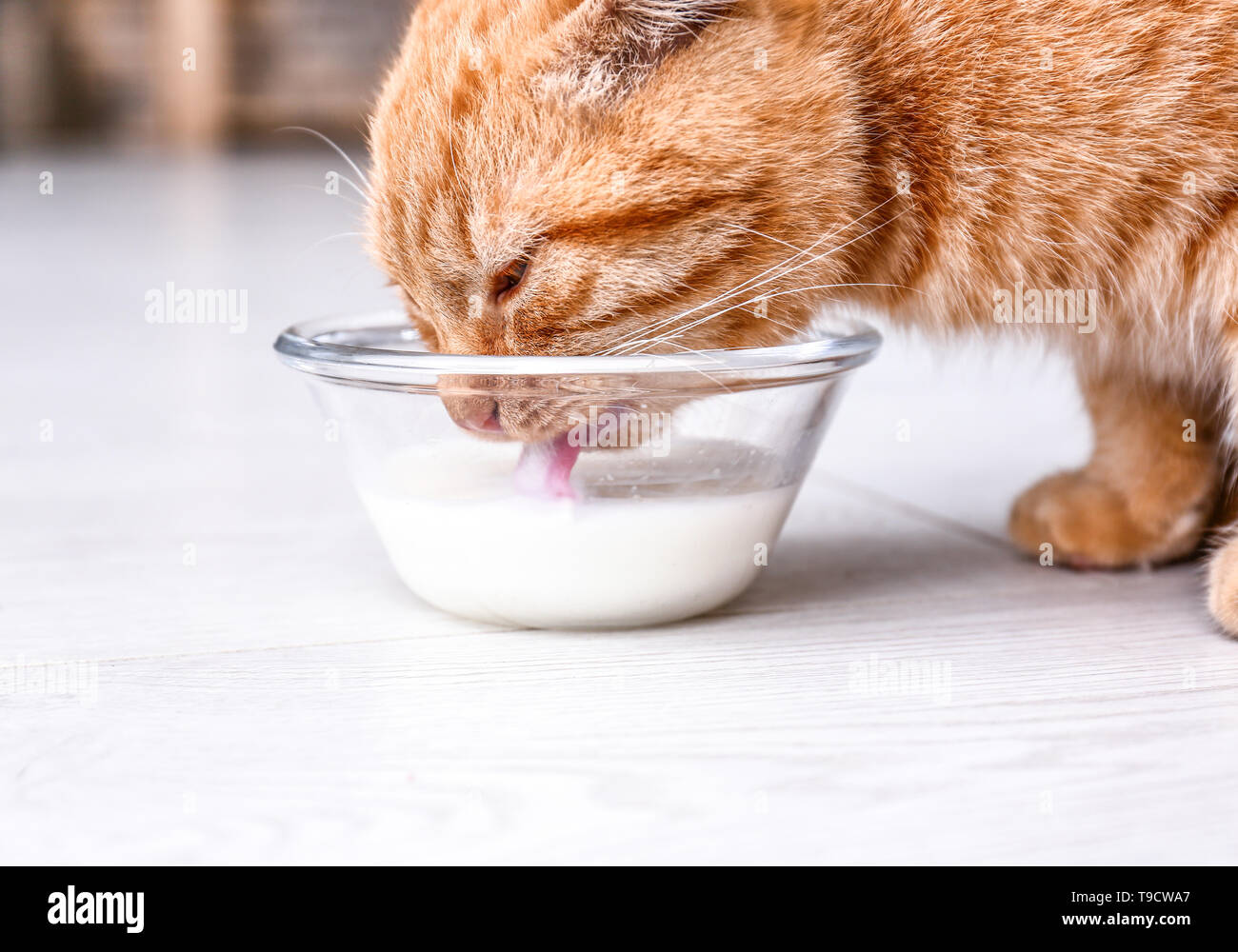 Cat drinking milk hi-res stock photography and images - Alamy