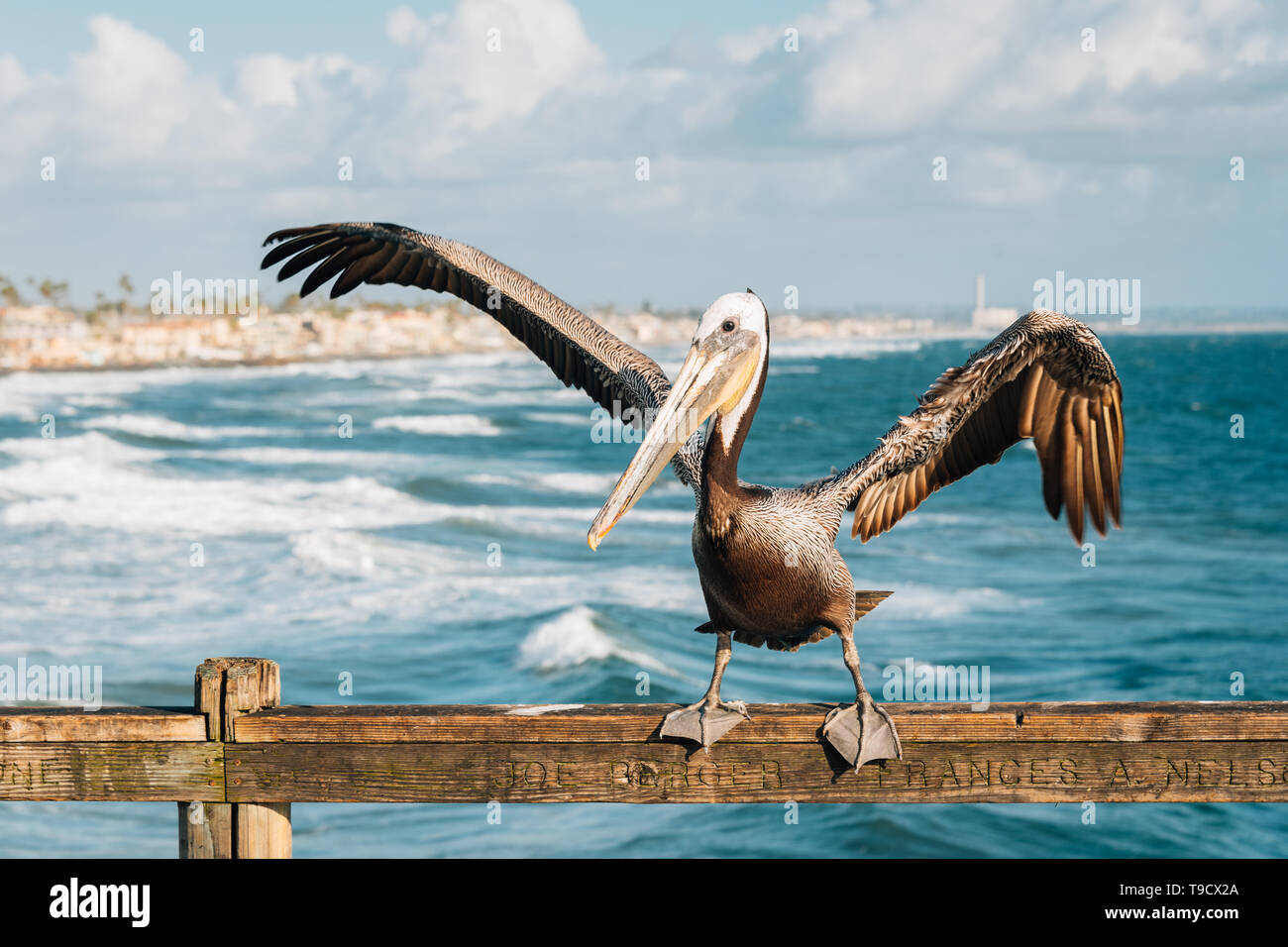 Pelican on the pier in Oceanside, San Diego County, California Stock ...