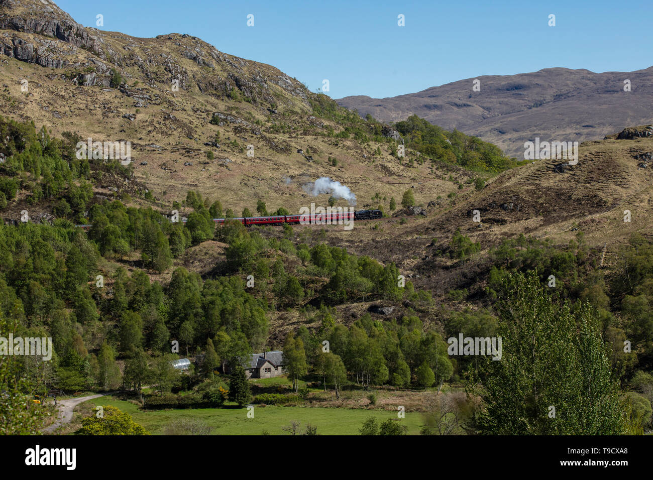 Jacobite steam train with steam travelling through the trees and ...