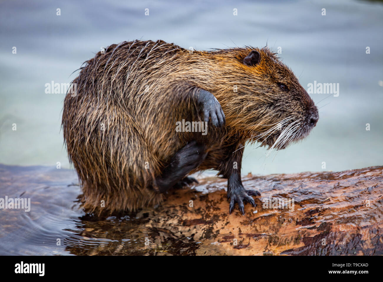 Brown Coypu (River rat, Nutria, lat. Myocastor coypus) by the river ...