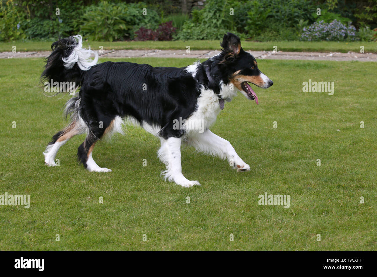 Top down border collie hi-res stock photography and images - Alamy