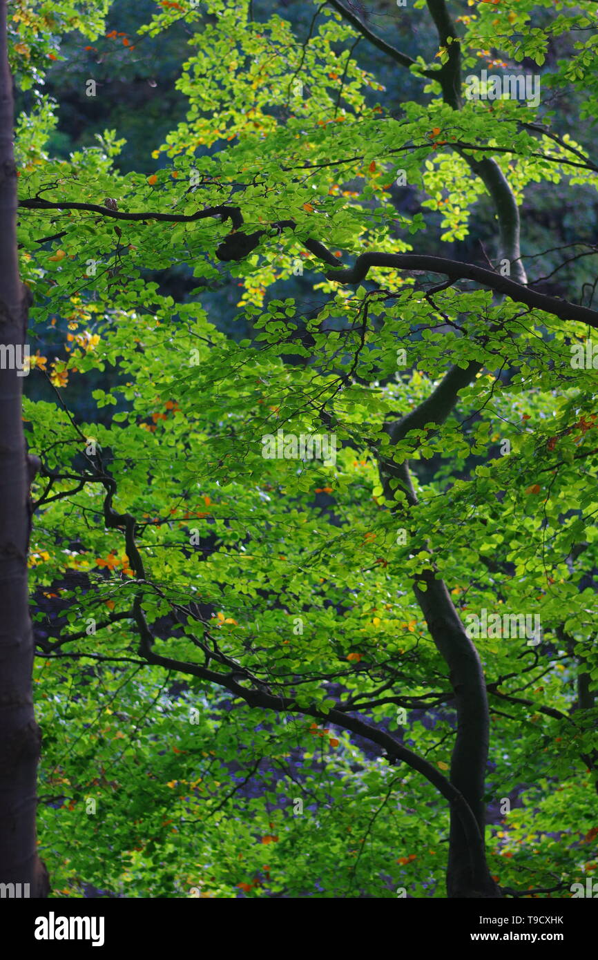 Green Beech Tree Leaves on an Autumn Day. Seaton Park, Old Aberdeen ...