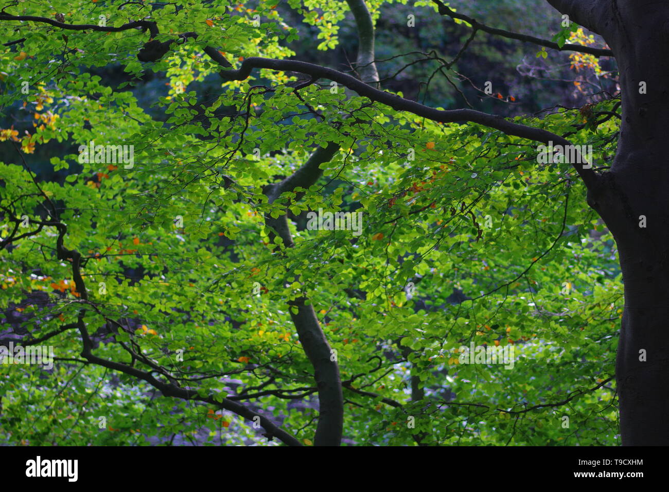 Green Beech Tree Leaves on an Autumn Day. Seaton Park, Old Aberdeen ...