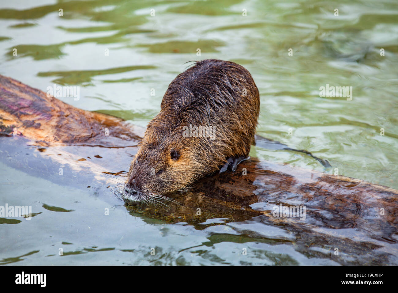 Brown Coypu (River rat, Nutria, lat. Myocastor coypus) by the river ...