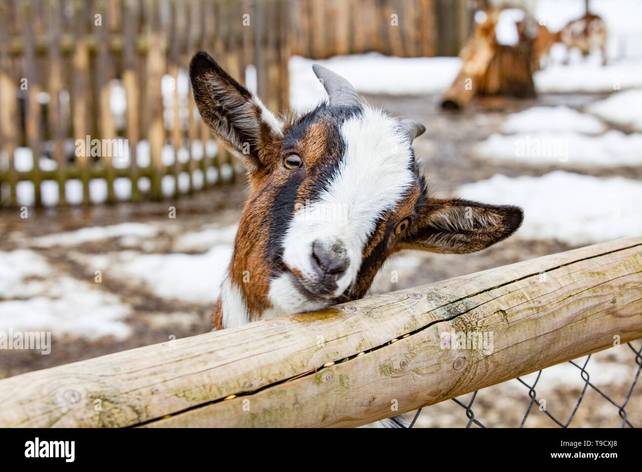 Portrait of a cute young small goat Stock Photo - Alamy