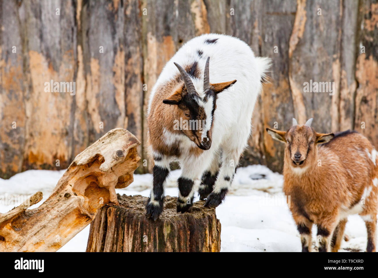 Portrait of two cute young small goats Stock Photo - Alamy