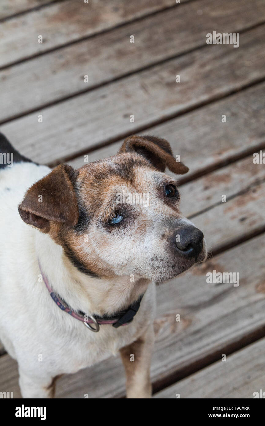 Old dog with one eye at home on wood deck waiting for owner Stock Photo ...