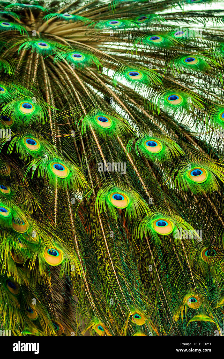 peacock feather closeup texture background Stock Photo - Alamy