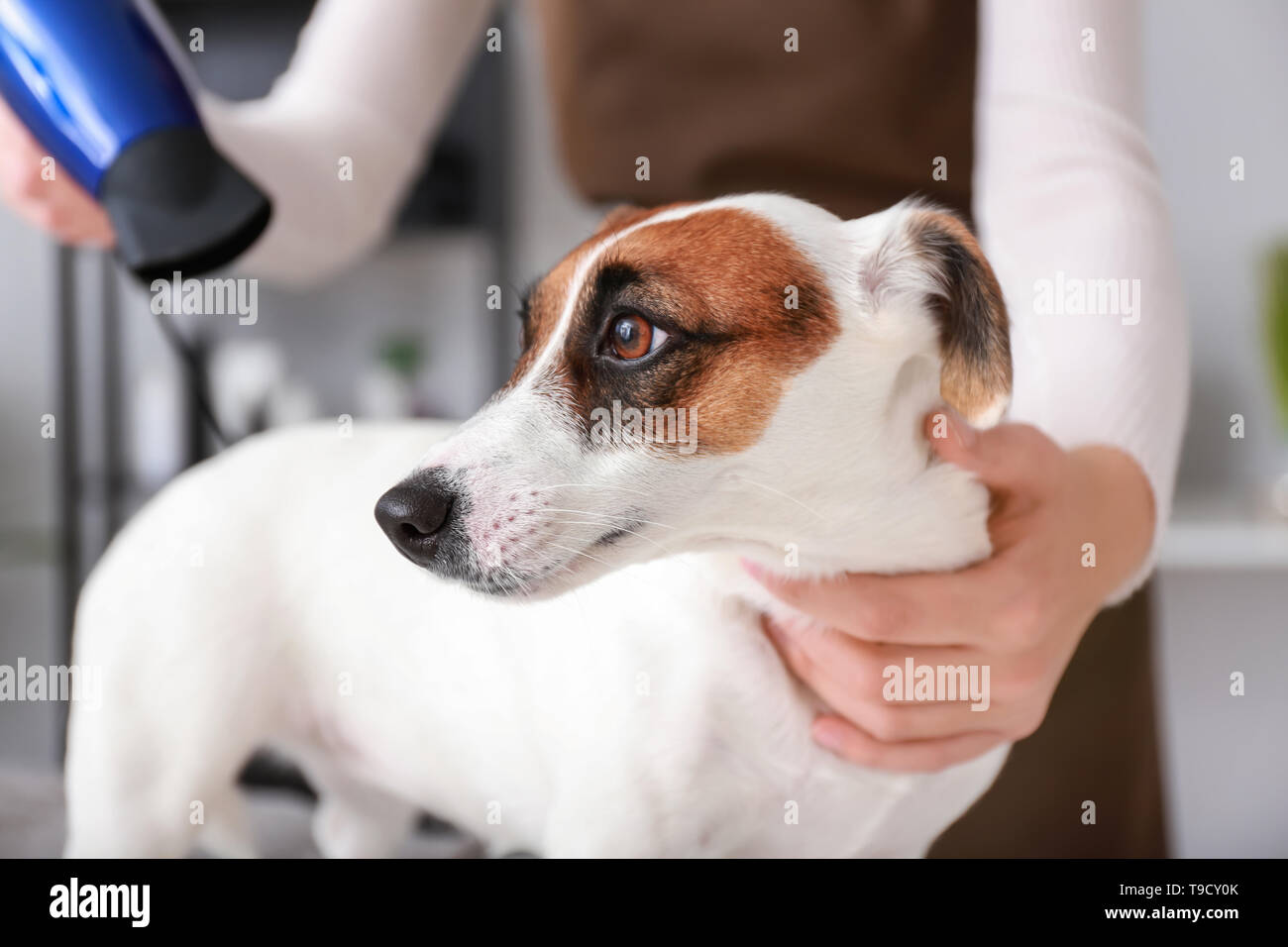 Drying dogs hi-res stock photography and images - Alamy
