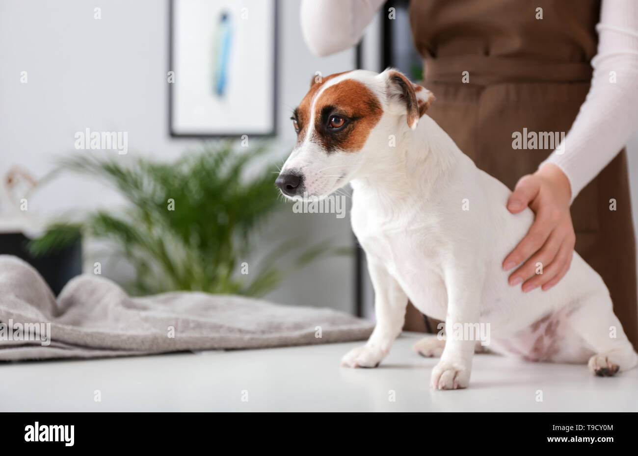 Drying dogs hi-res stock photography and images - Alamy