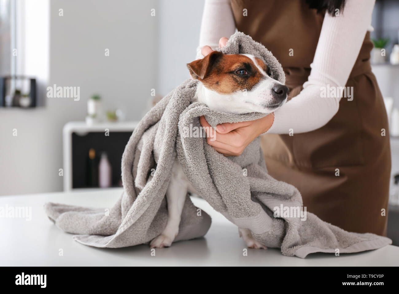 Female groomer wiping dog after washing in salon Stock Photo - Alamy