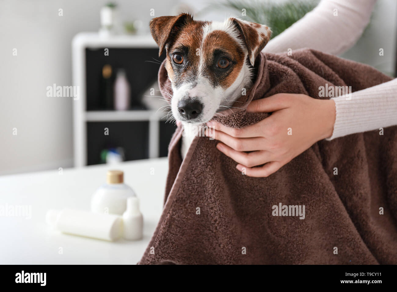 Female groomer wiping dog after washing in salon Stock Photo - Alamy