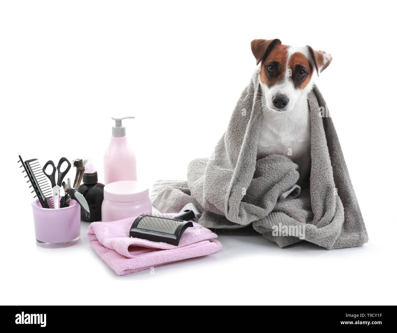 Cute dog with set for grooming on white background Stock Photo - Alamy