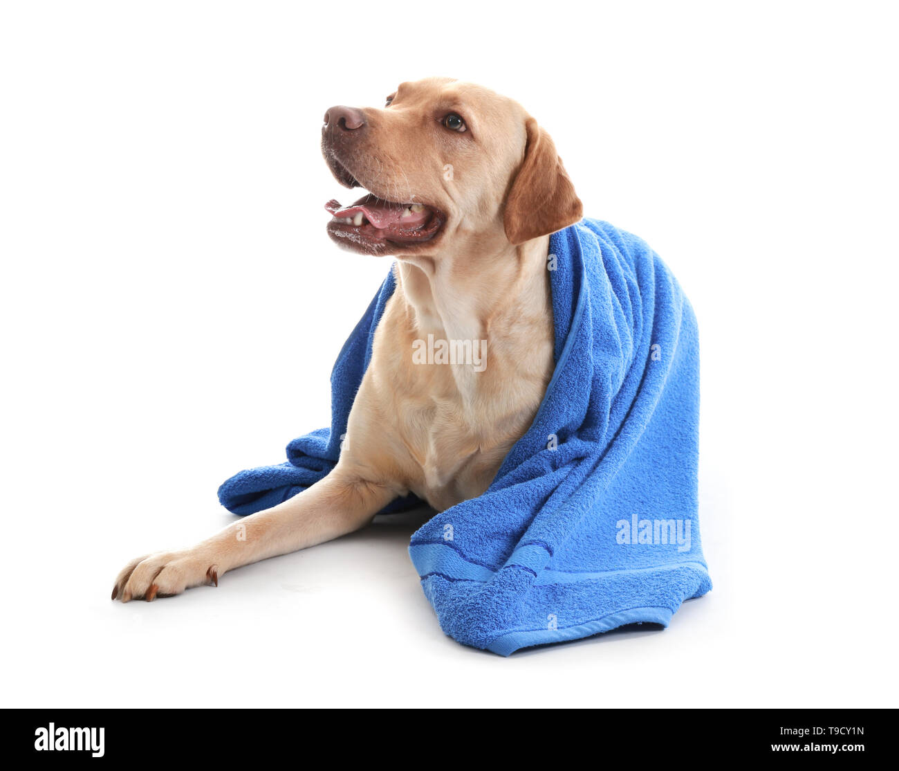 Cute Labrador Retriever with towel after washing on white background ...