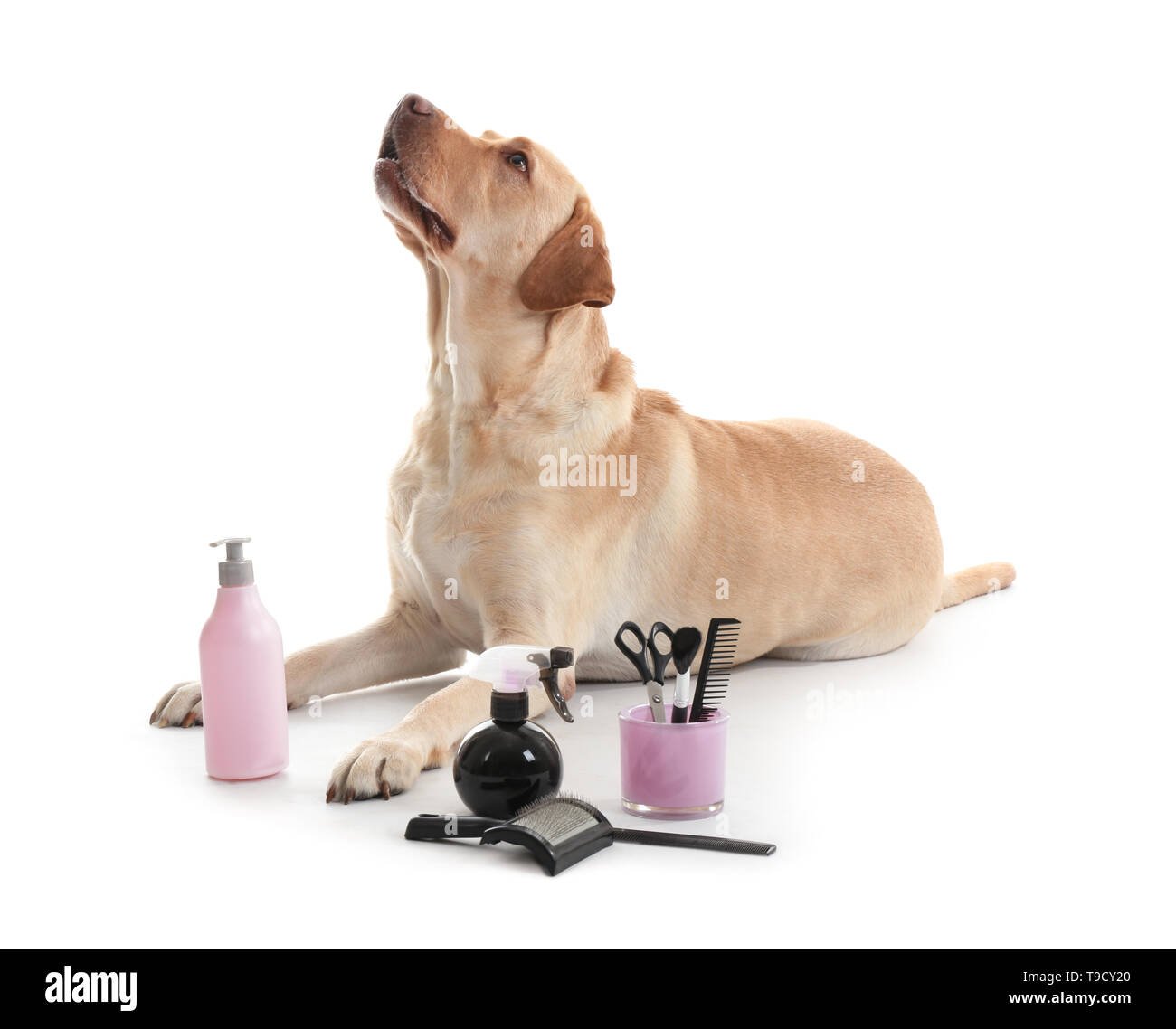 Cute Labrador Retriever dog and set for grooming on white background ...