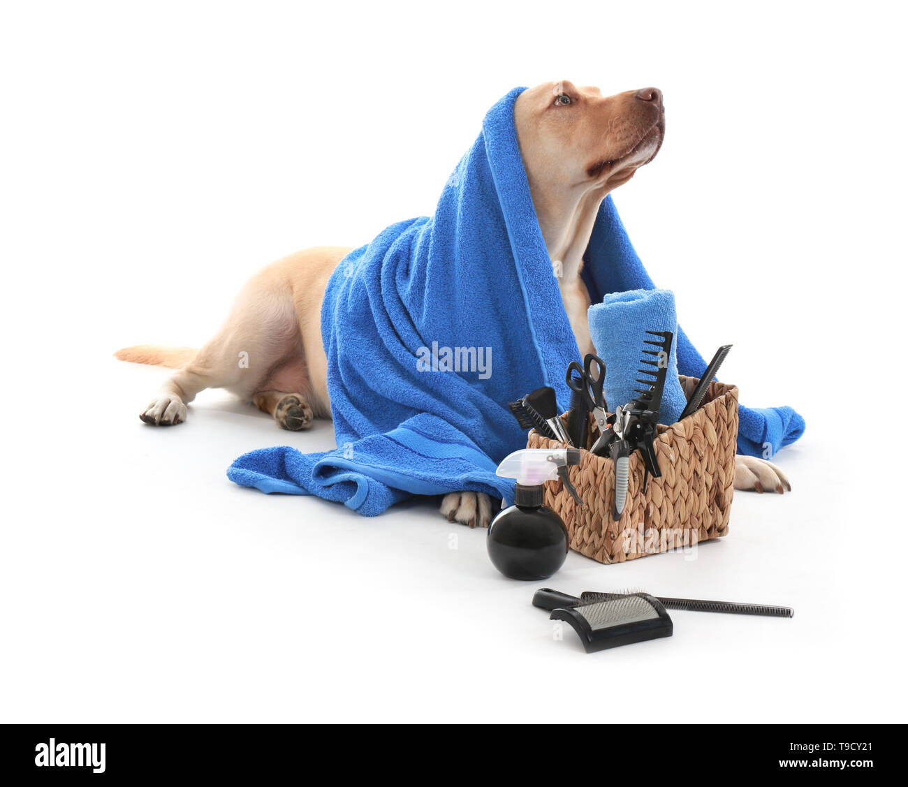 Cute Labrador Retriever dog and set for grooming on white background ...