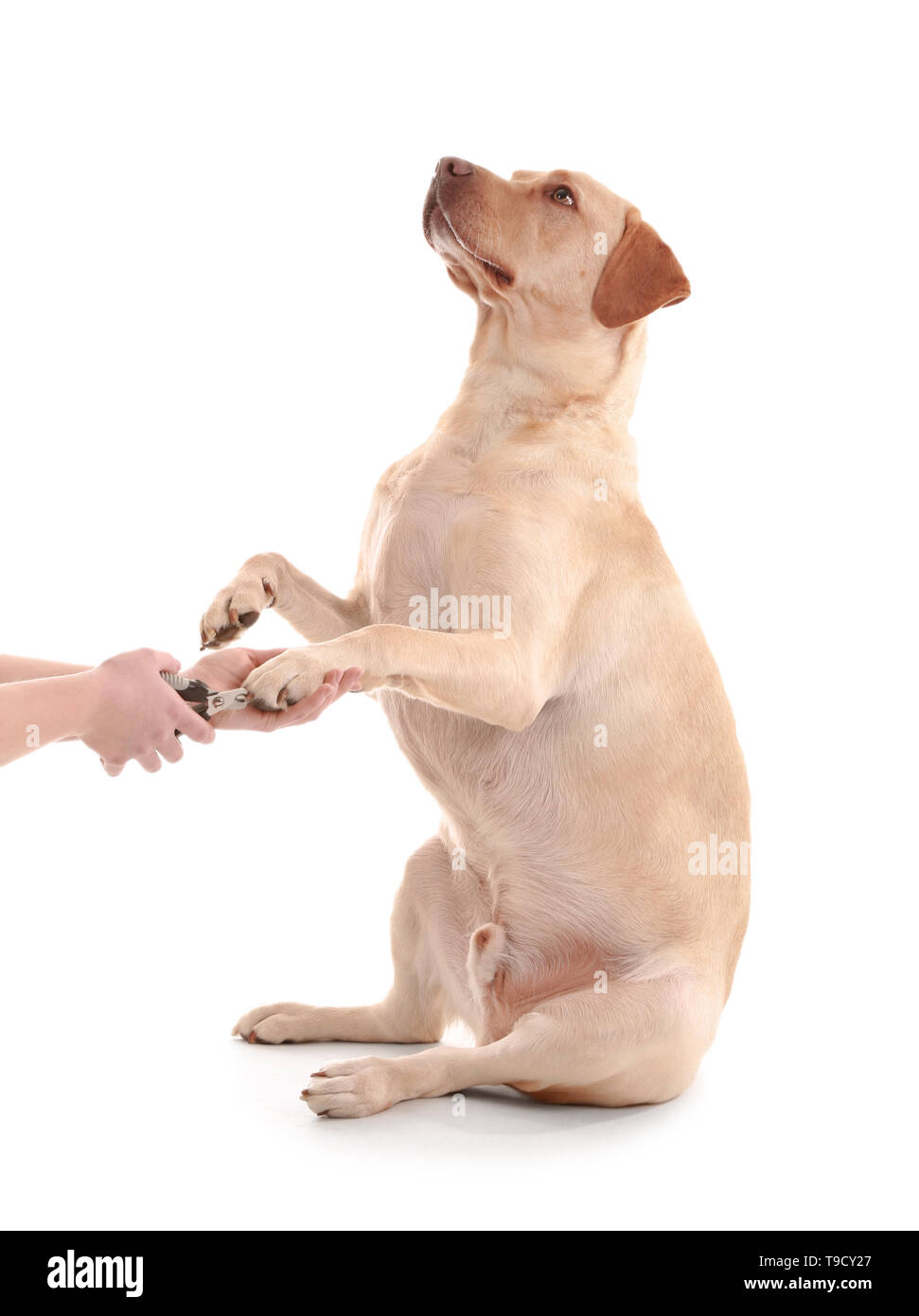 Cute Labrador Retriever dog giving paw to owner on white background ...