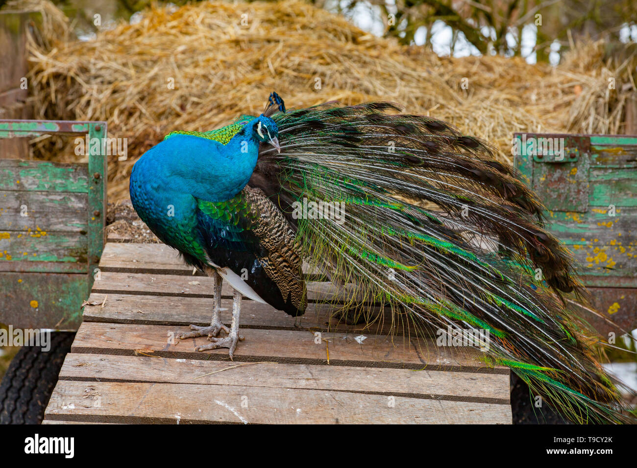 Portrait of the beautiful colorful peacock Stock Photo - Alamy