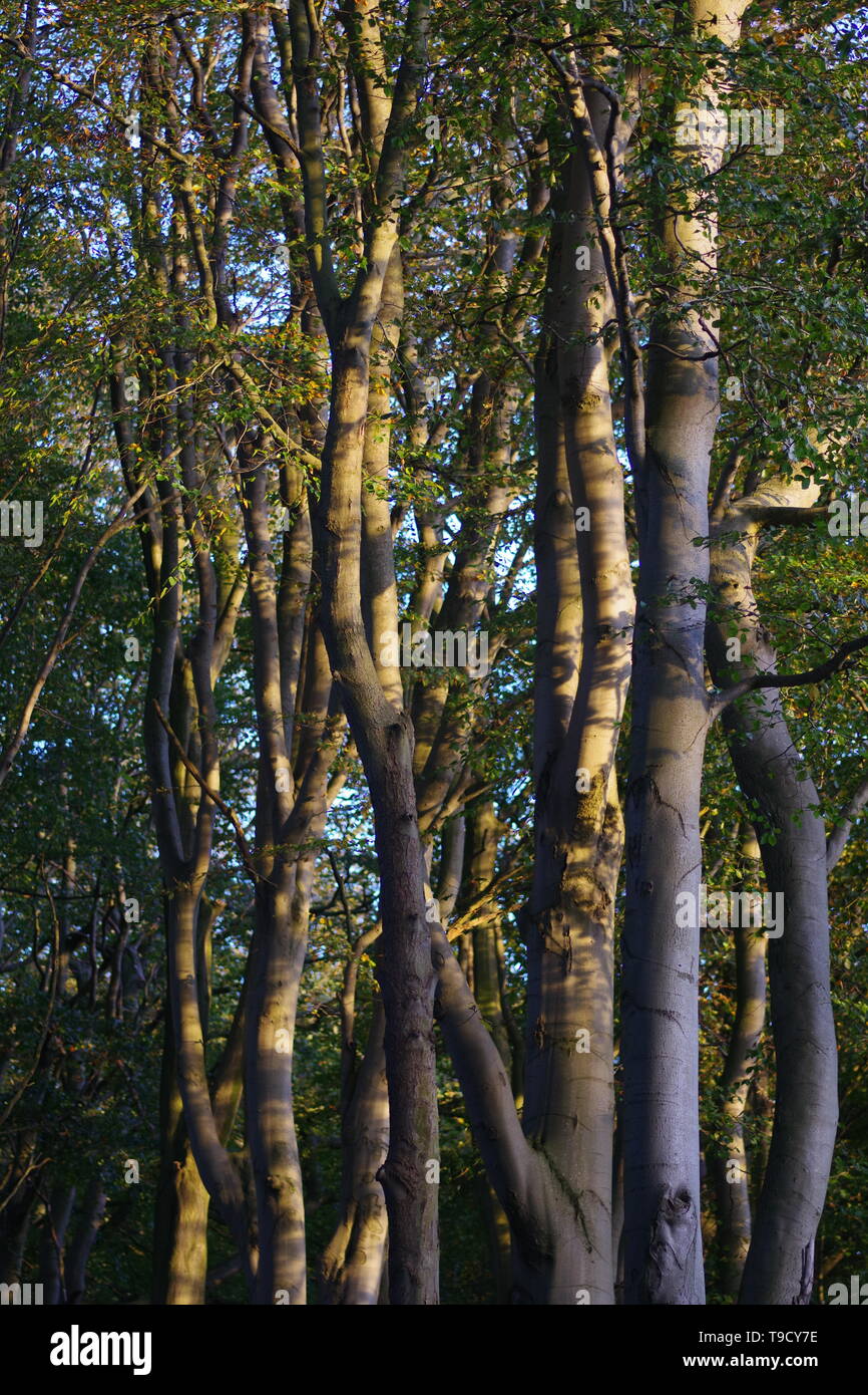Beech Tree Trunks (Fagus sylvatica), Natural Autumn Woodland Background ...