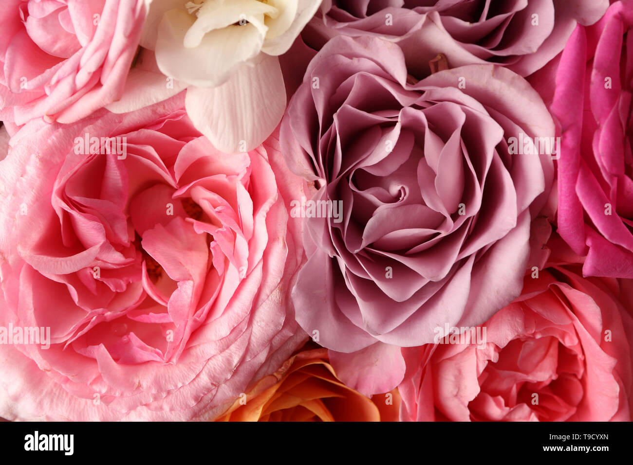Beautiful colorful roses, top view Stock Photo - Alamy