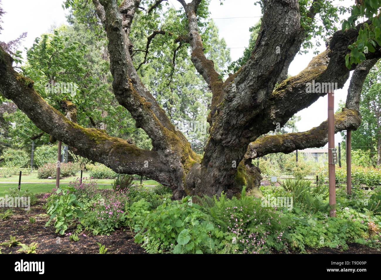 A cherry tree that is over 150 years old, at the Owen Rose Garden in ...