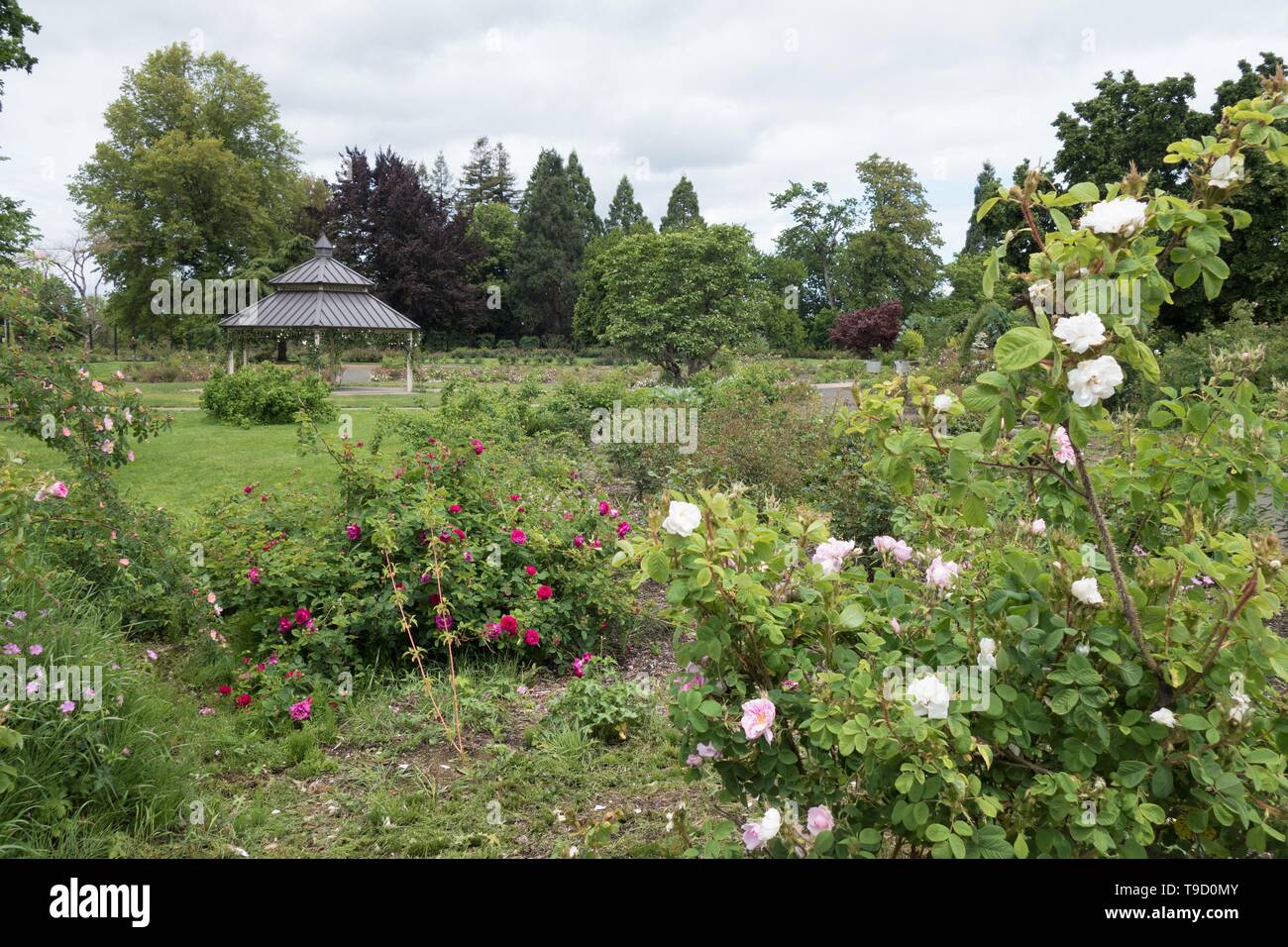 Owen Rose Garden in Eugene, Oregon, USA Stock Photo - Alamy