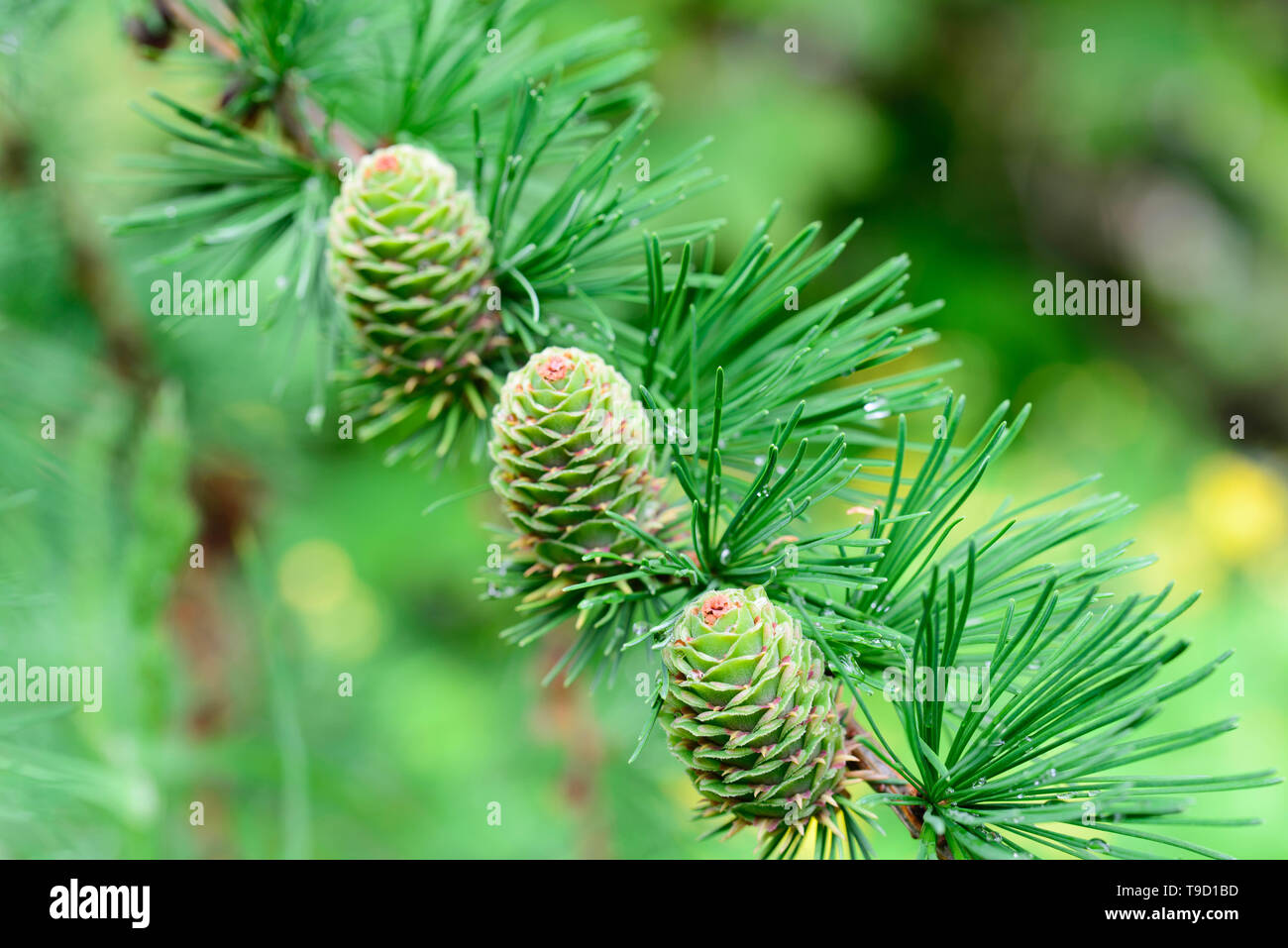 Larch greenery hi-res stock photography and images - Alamy