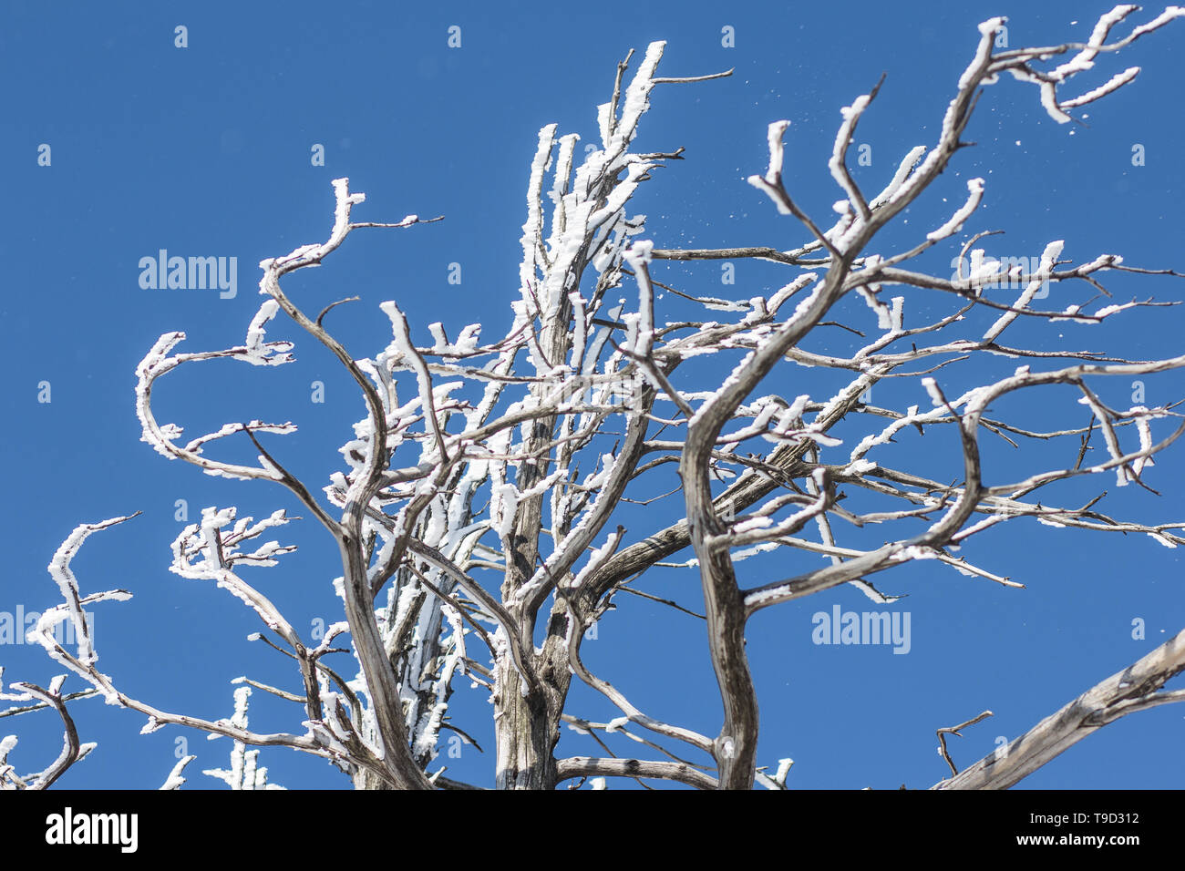 A withered tree covered with snow Stock Photo - Alamy
