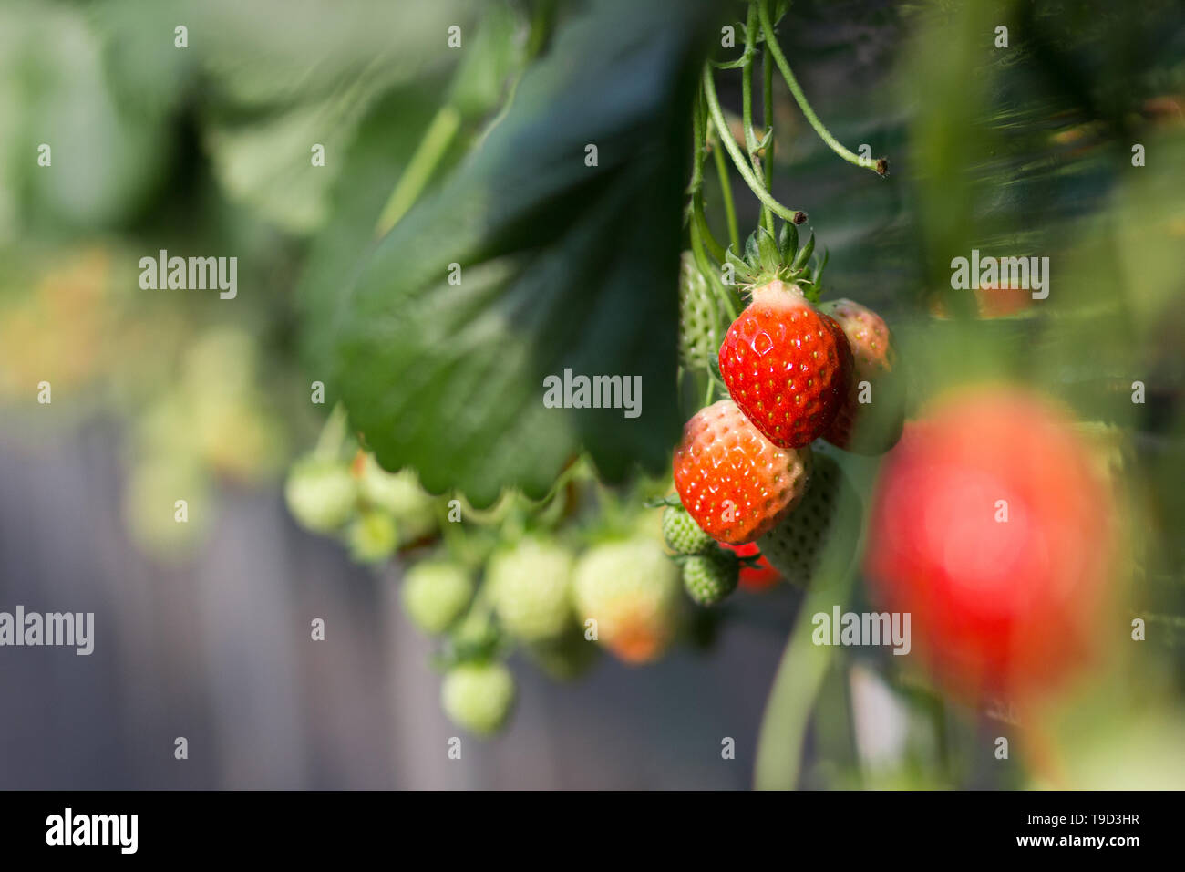 A picture of riped strawberry with its plant Stock Photo - Alamy