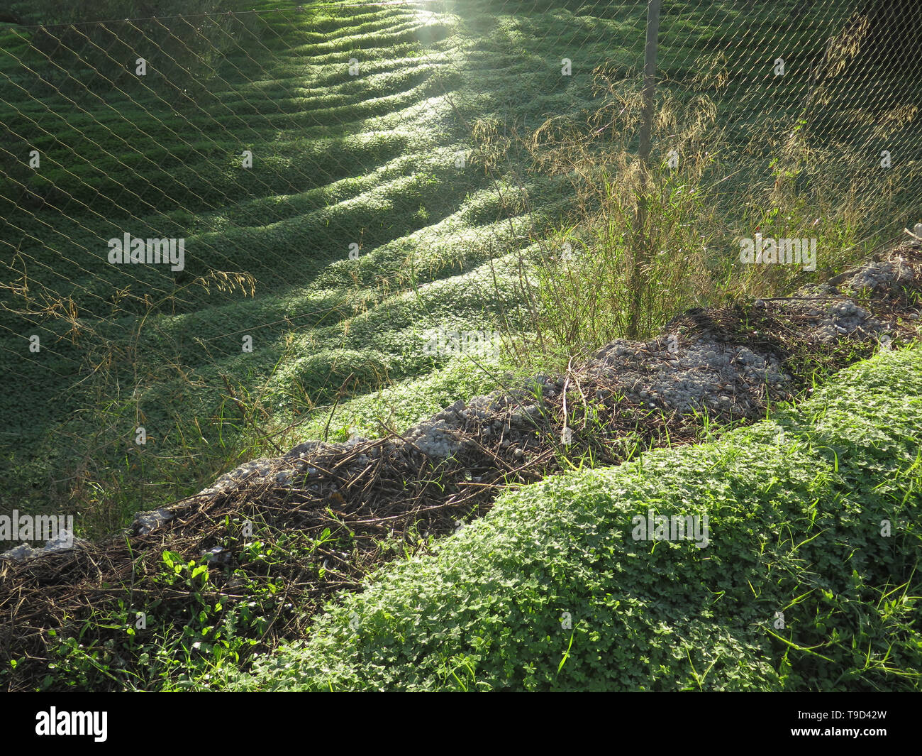 Weeds on plantation hi-res stock photography and images - Alamy