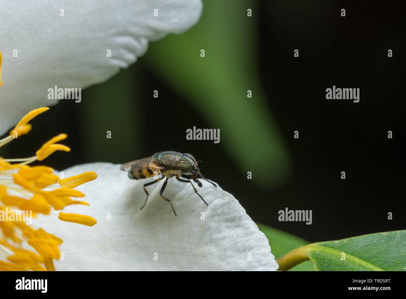 Bee macro scale with flowers Stock Photo - Alamy