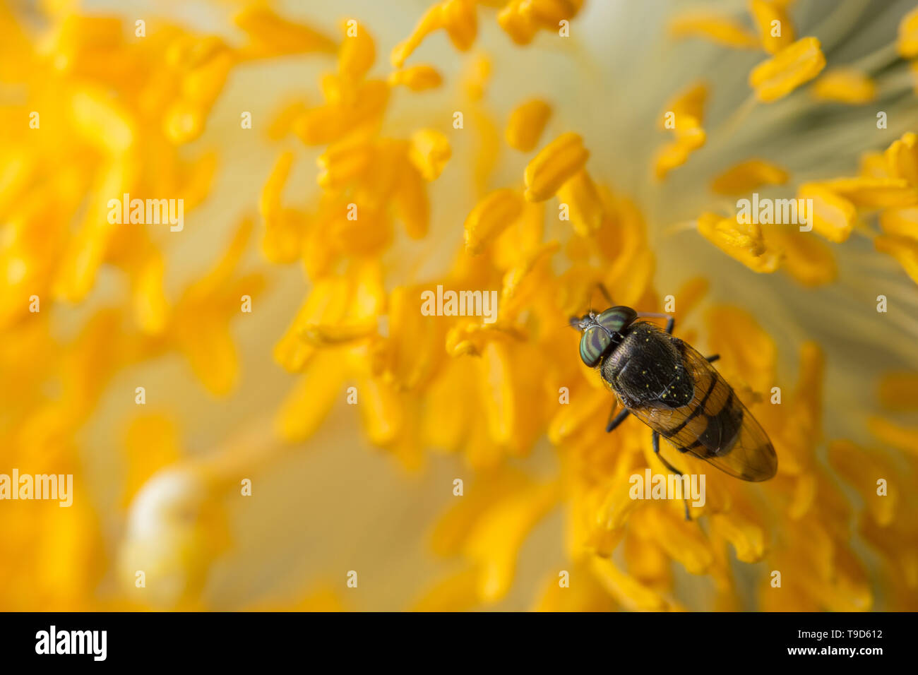 Bee macro scale with flowers Stock Photo - Alamy