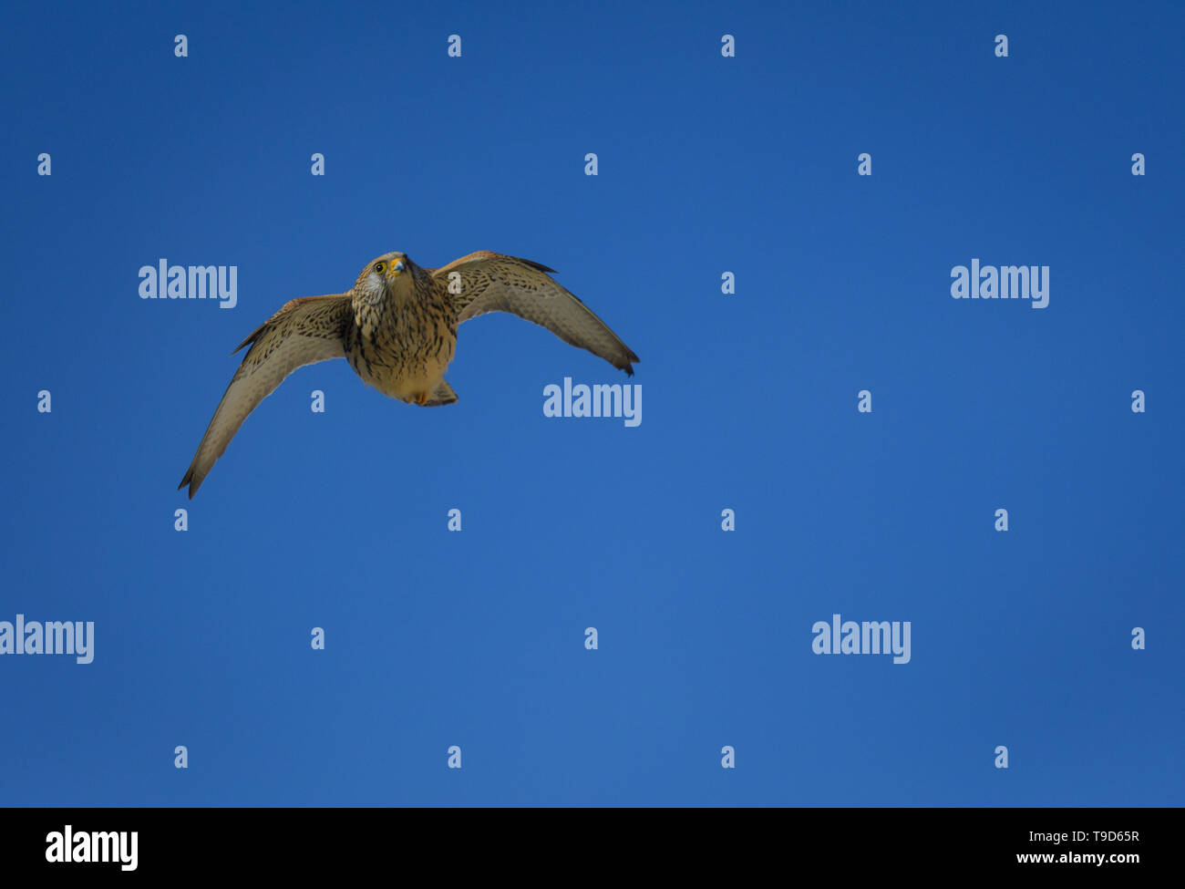 A lesser kestrel in flight , languedoc , france Stock Photo - Alamy