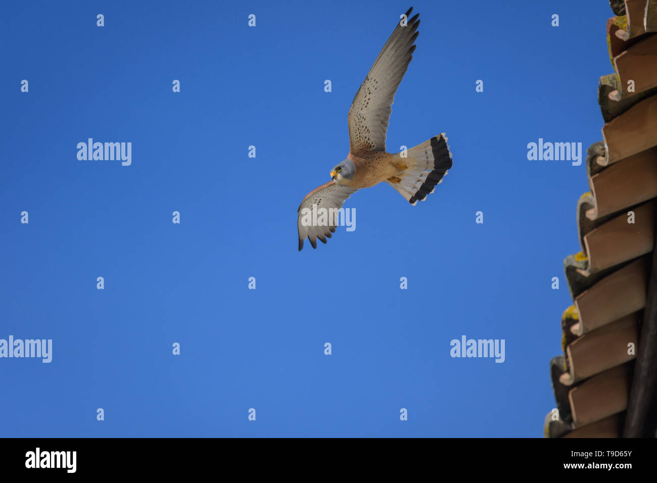 A lesser kestrel in flight agains roof tiles Stock Photo - Alamy