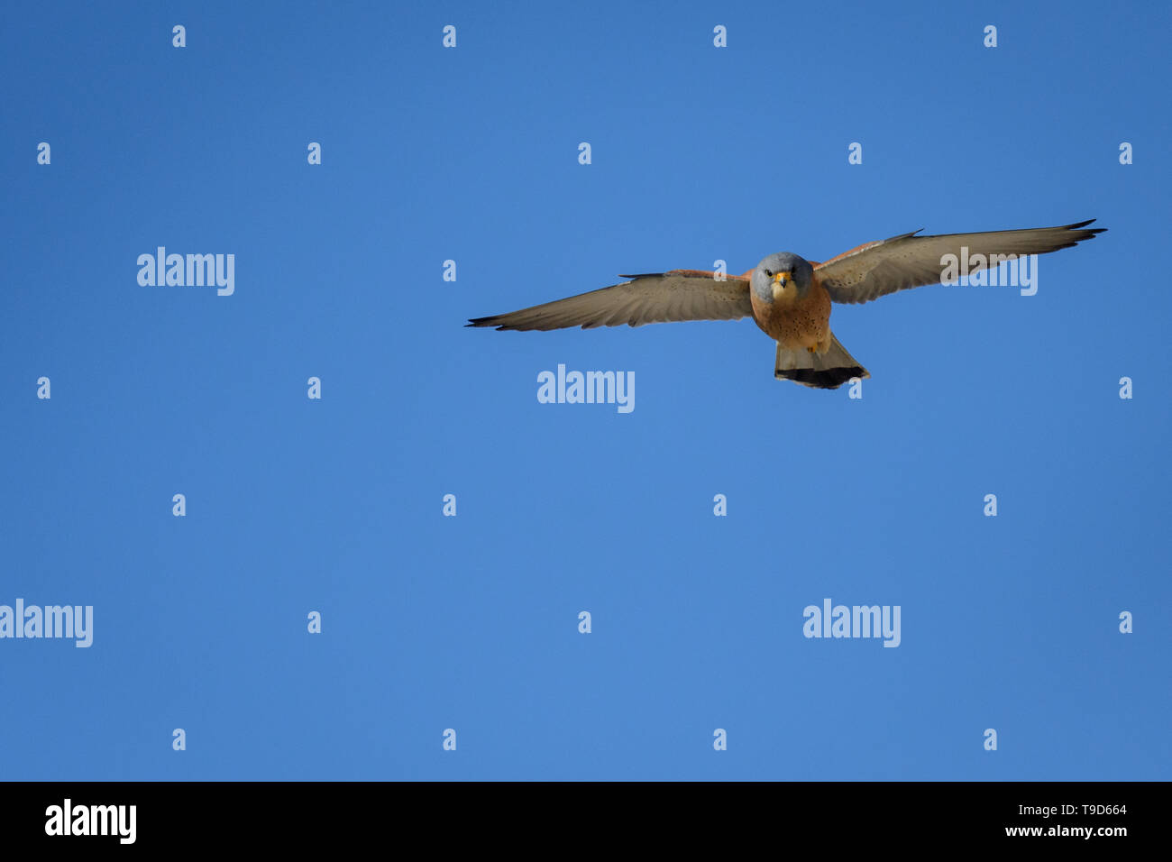 A lesser kestrel in flight , languedoc , france Stock Photo - Alamy