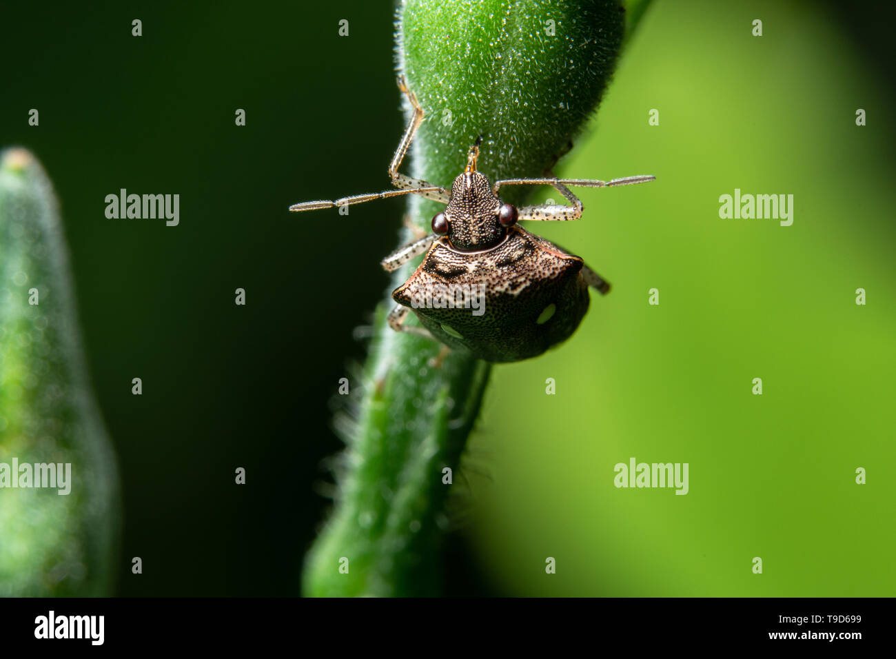 Macro assassin bug Stock Photo - Alamy