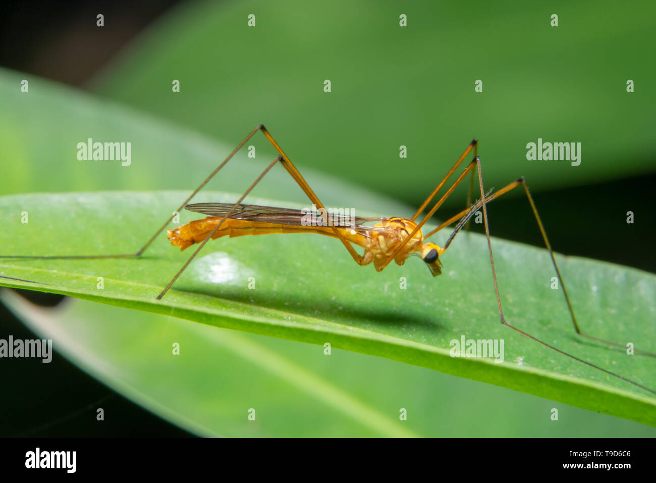 Macro insect legs Stock Photo - Alamy