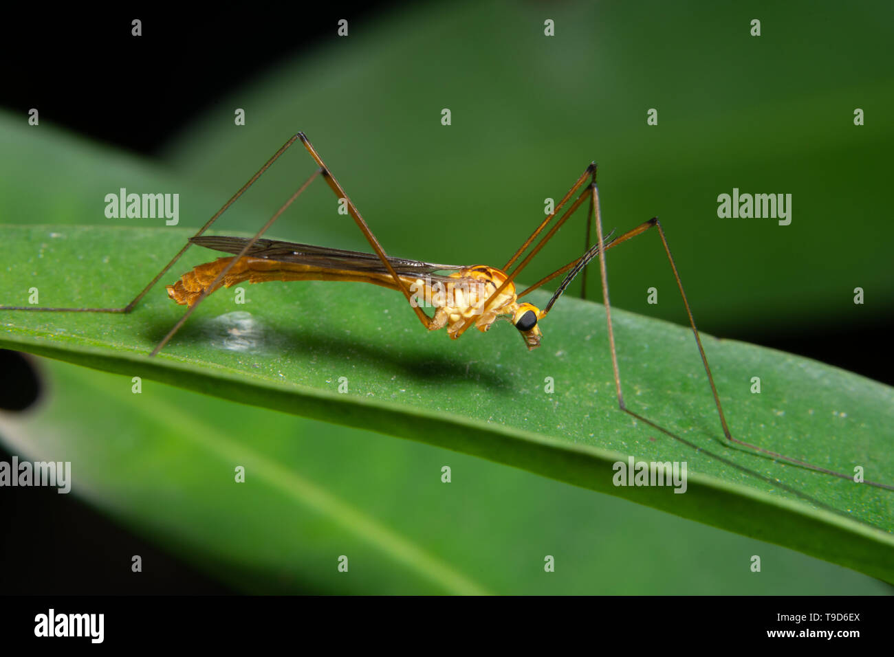 Macro insect legs Stock Photo - Alamy