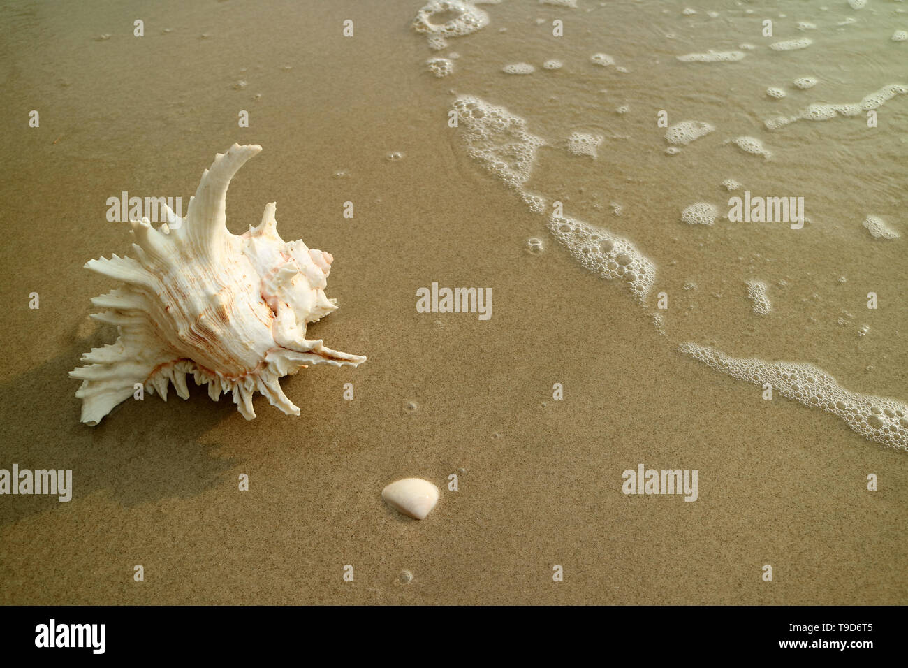 Natural Branched Murex Shell Isolated on Wet Sand Beach with the ...
