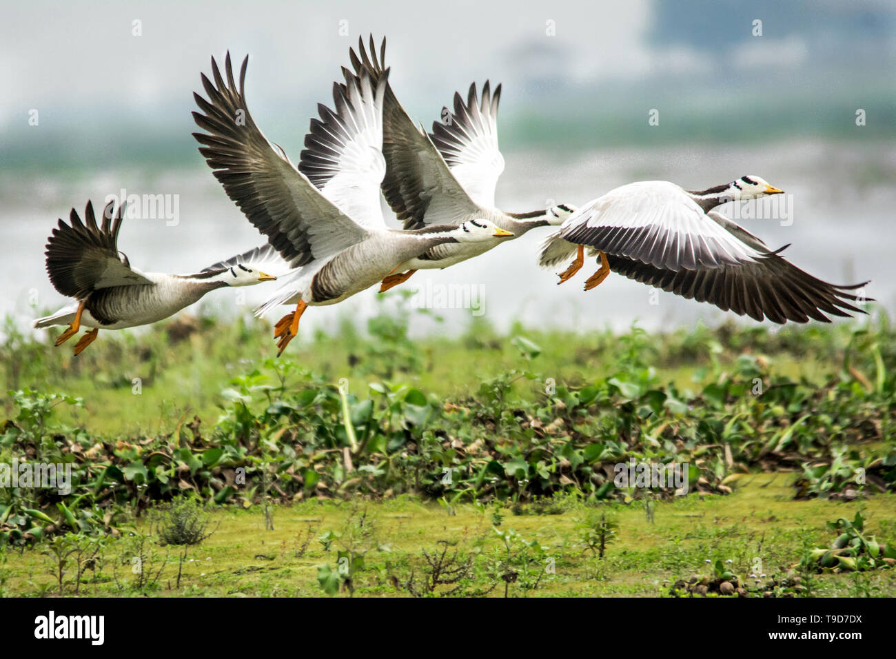 Bar headed goose flight hi-res stock photography and images - Alamy