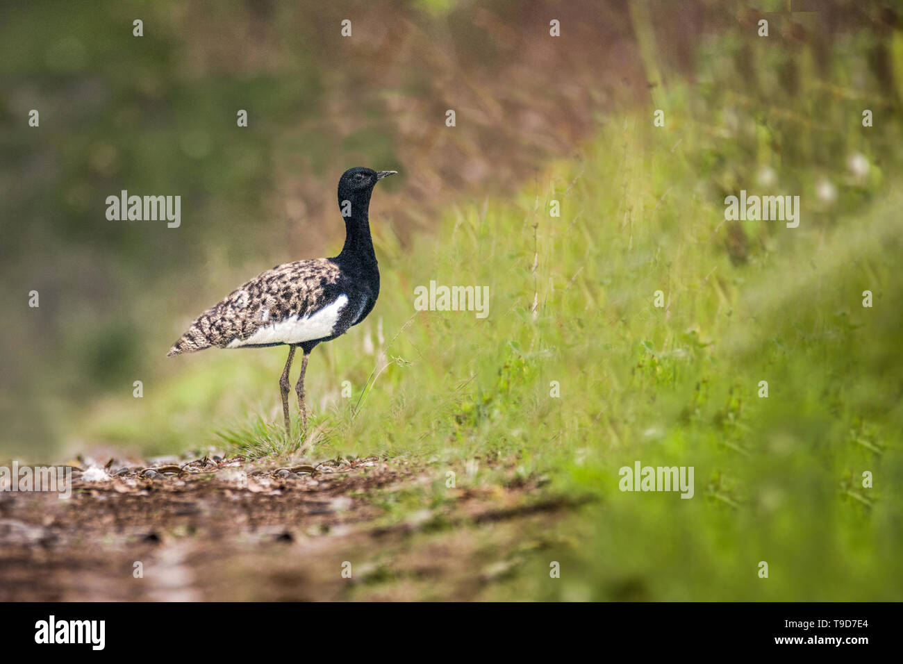 Bengal Florican